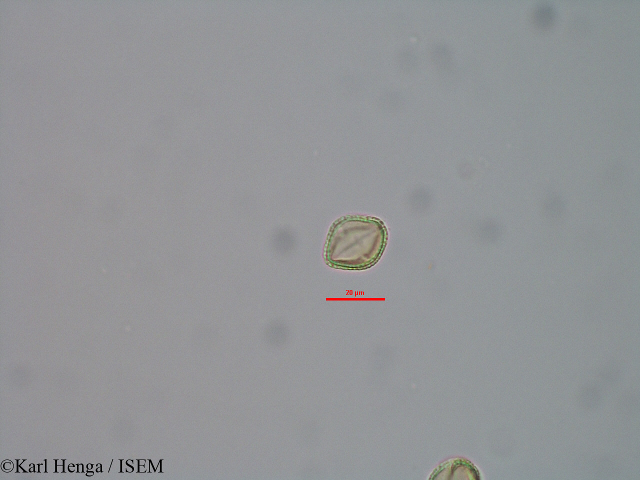 OREME DATA | Atlas de Pollen de l'Université de Montpellier ...