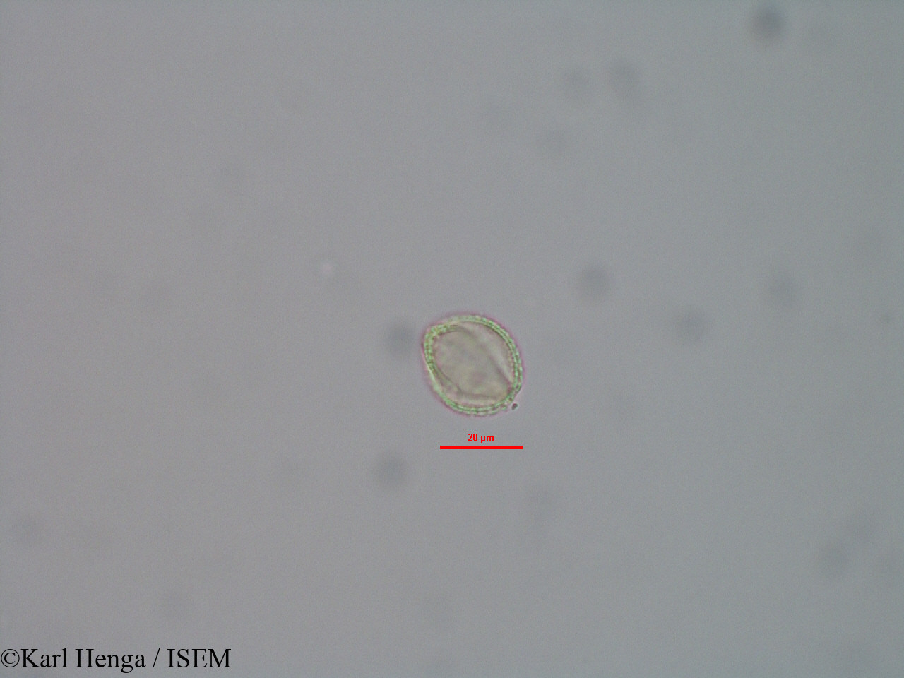 OREME DATA | Atlas de Pollen de l'Université de Montpellier ...