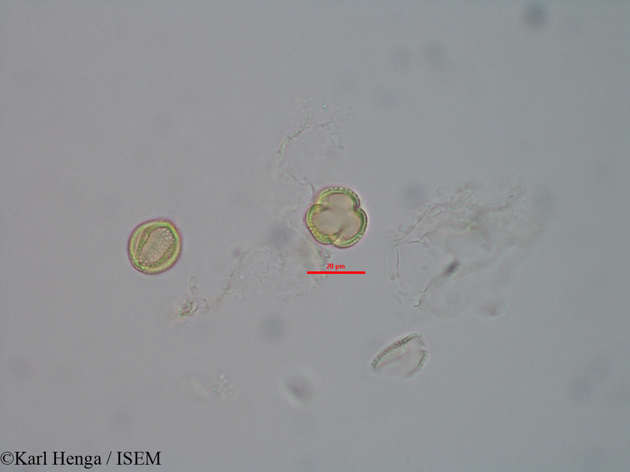 OREME DATA | Atlas de Pollen de l'Université de Montpellier ...