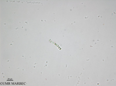 OREME DATA | Galerie de phytoplancton