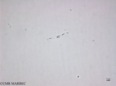 OREME DATA | Galerie de phytoplancton