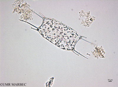 OREME DATA | Galerie de phytoplancton