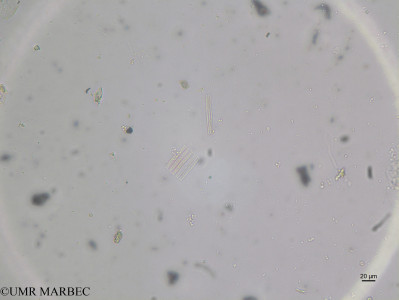 OREME DATA | Galerie de phytoplancton