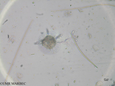 OREME DATA | Galerie de phytoplancton