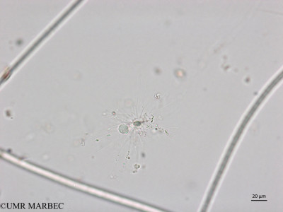 OREME DATA | Galerie de phytoplancton