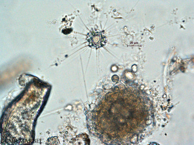 OREME DATA | Galerie de phytoplancton