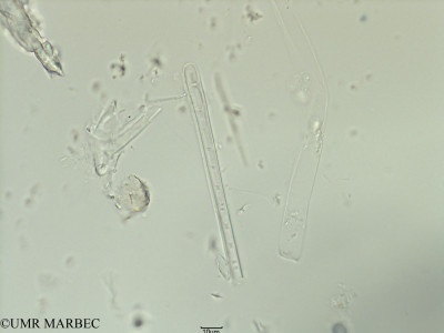 OREME DATA | Galerie de phytoplancton