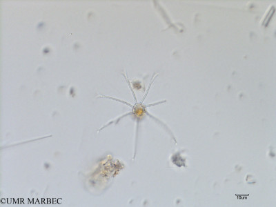 OREME DATA | Galerie de phytoplancton