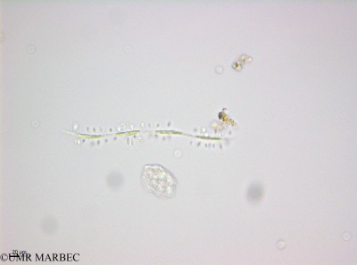 OREME DATA | Galerie de phytoplancton