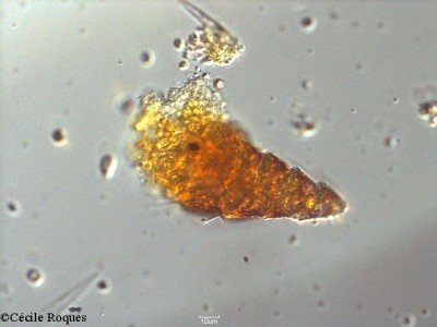 OREME DATA | Galerie de protozooplancton